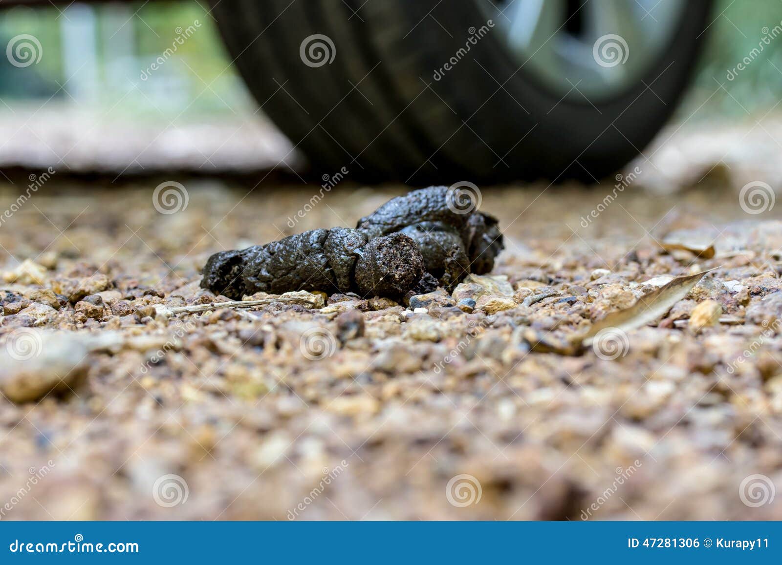 Dog shit stock photo. Image of unhygienic, shit, waste - 47281306