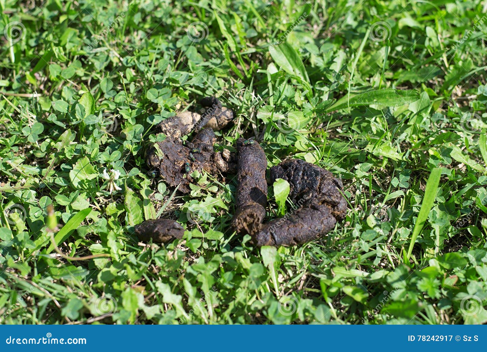 Dog Shit and Fly in Green Grass Stock Image - Image of soil, repulsive ...