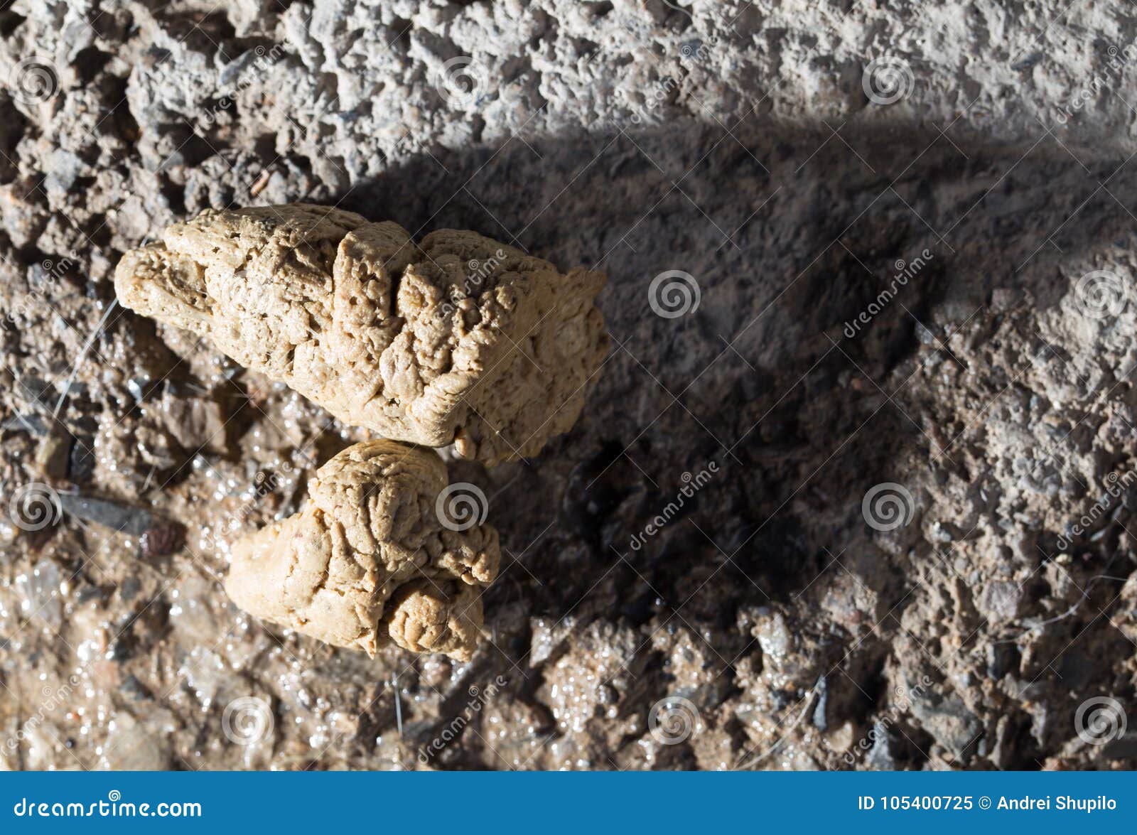 Dog shit on the ground stock image. Image of excrement - 105400725