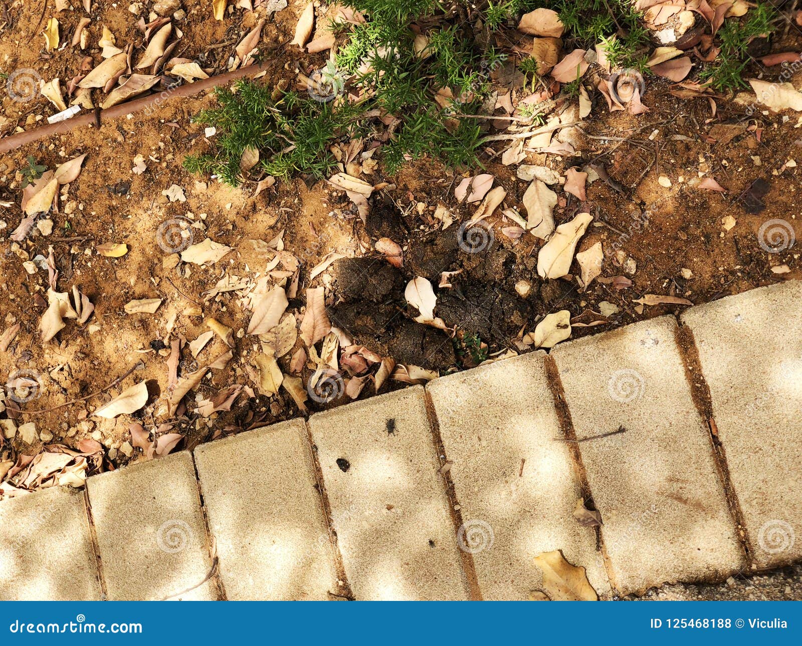 Dog Shit on the Ground in the Park in Nature. Stock Photo - Image of ...