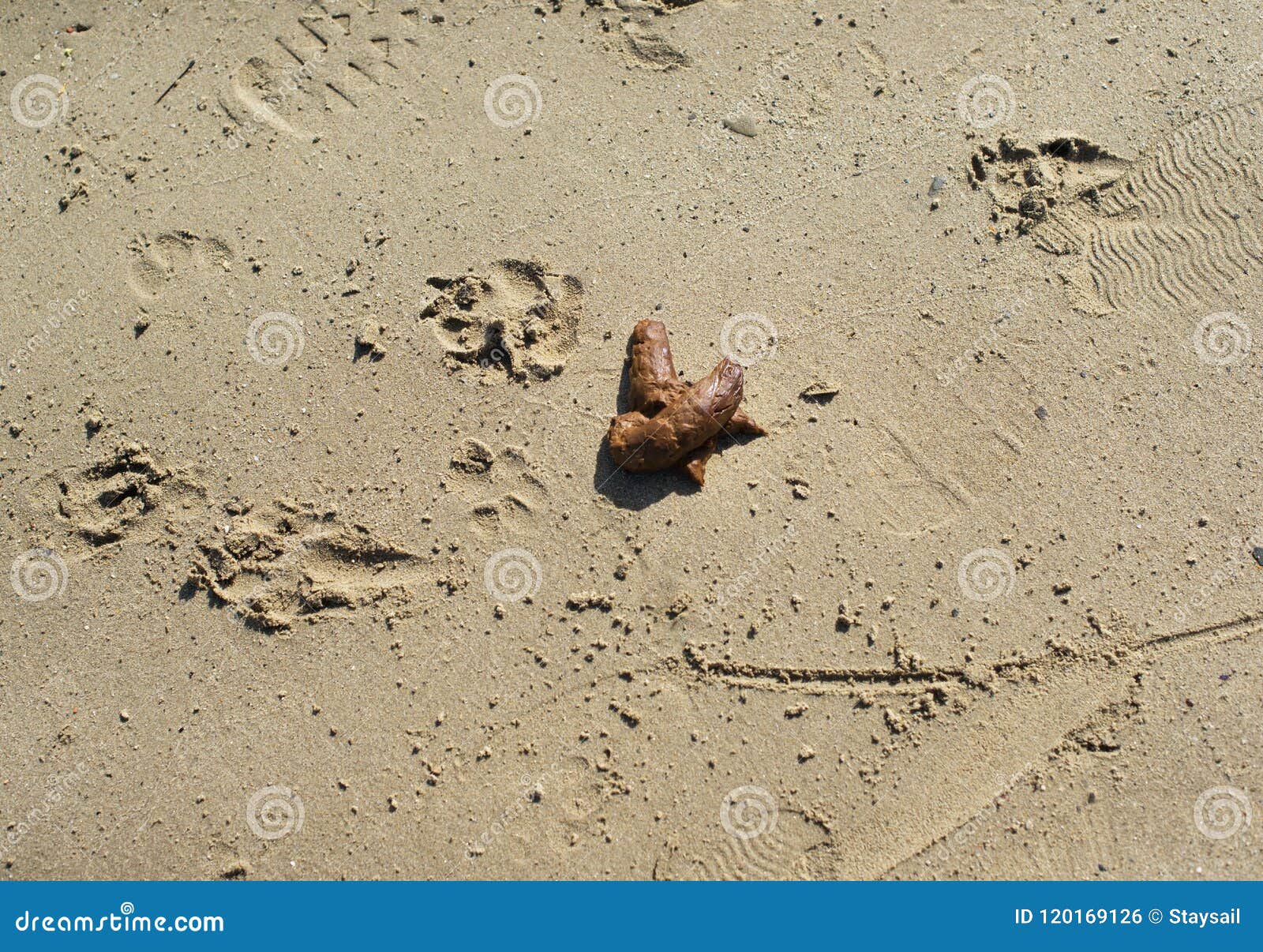 Dog Poop On The Beach