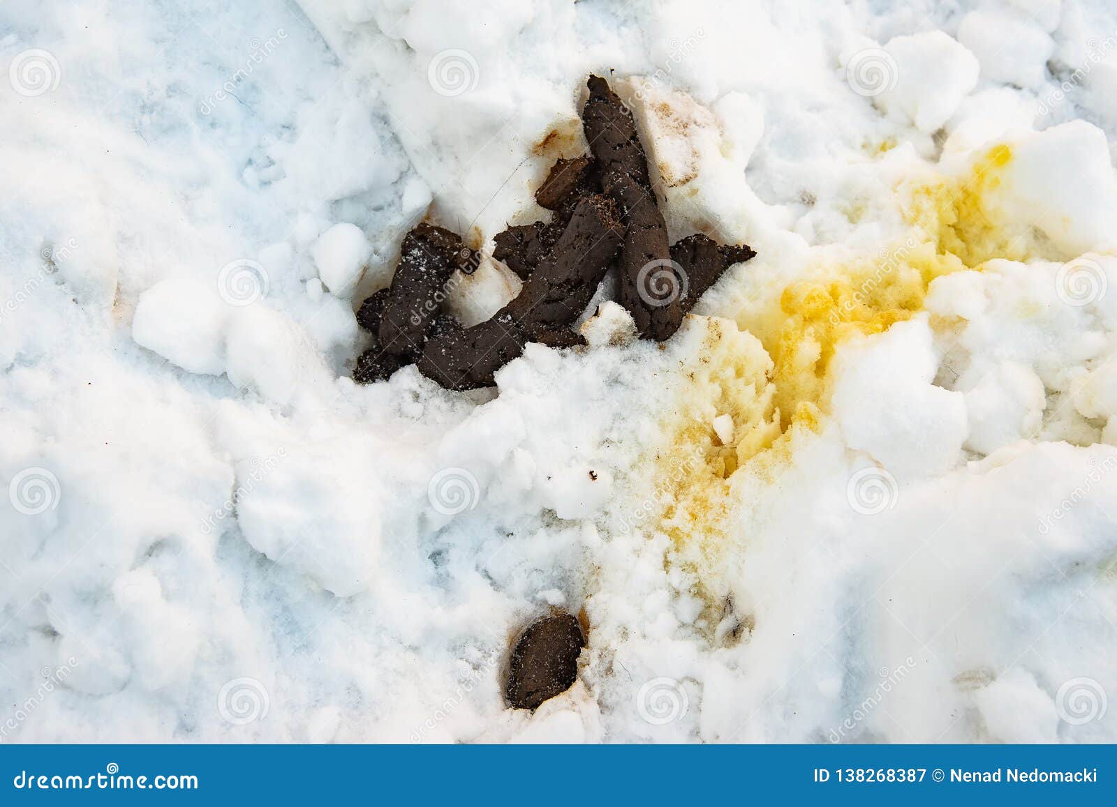 Dog shit in the snow stock image. Image of farm, negative - 138268387