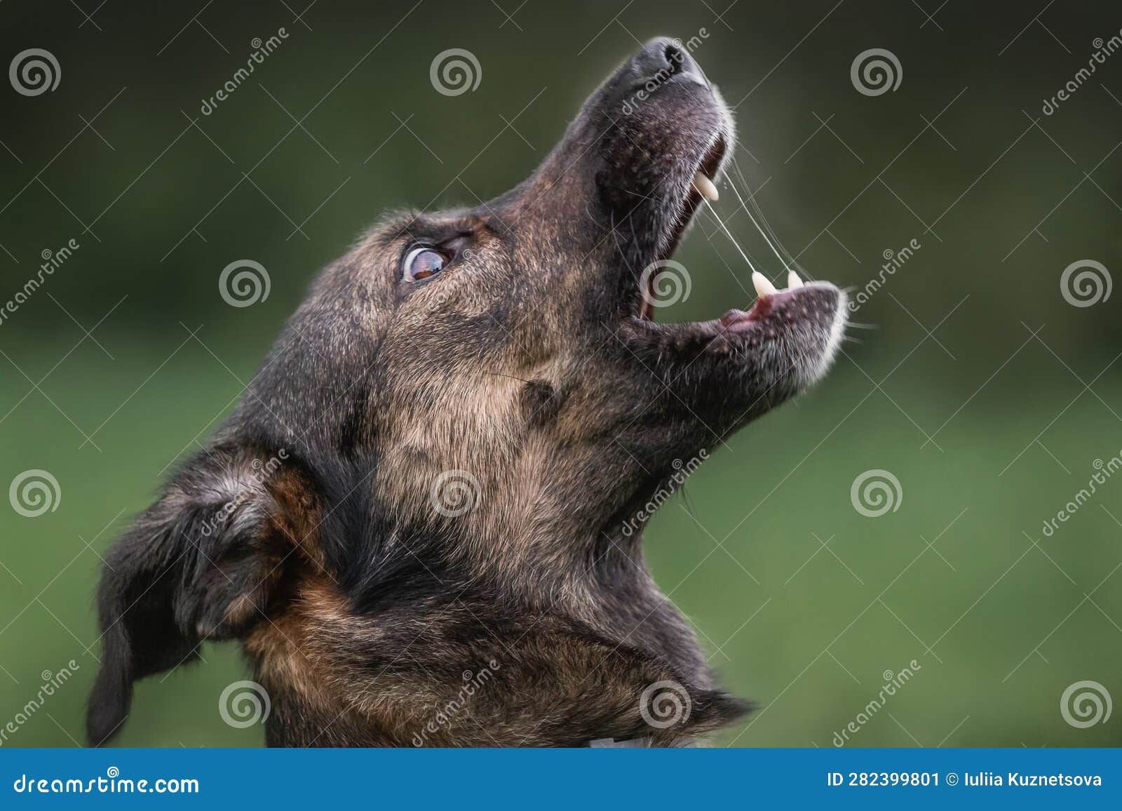 The Dog is in Shock. Portrait of a Dog. Surprise Stock Image - Image of ...