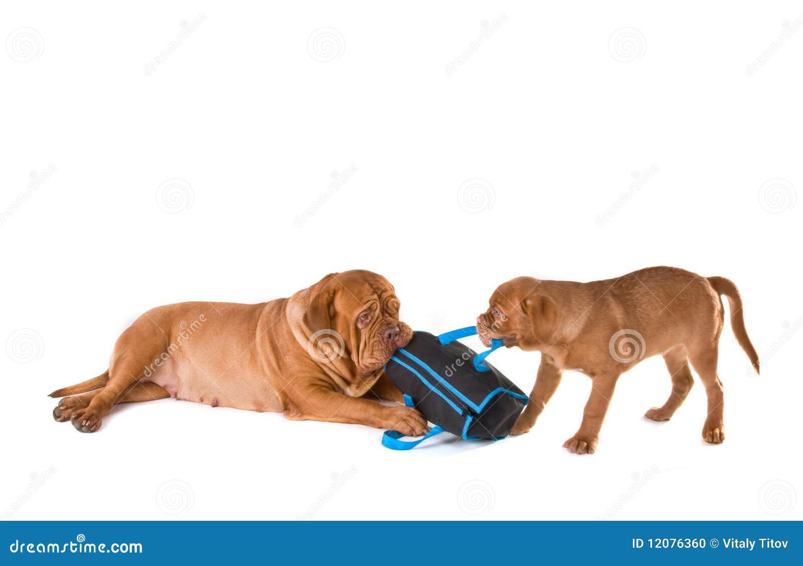 Dog shopping stock photo. Image of competitors, puppy - 12076360