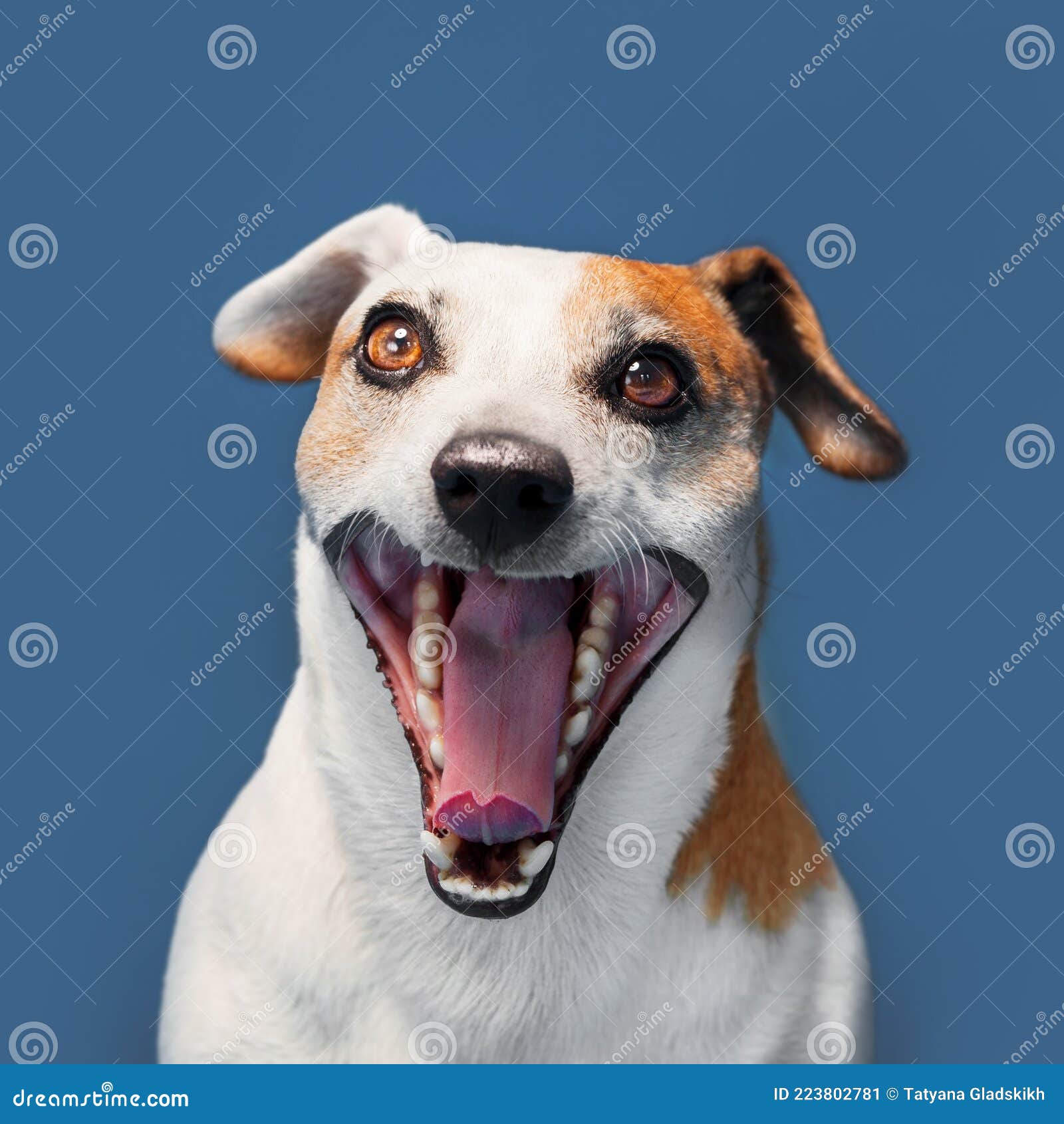 407 Dog Shouting Photos - Free & Royalty-Free Stock Photos from Dreamstime