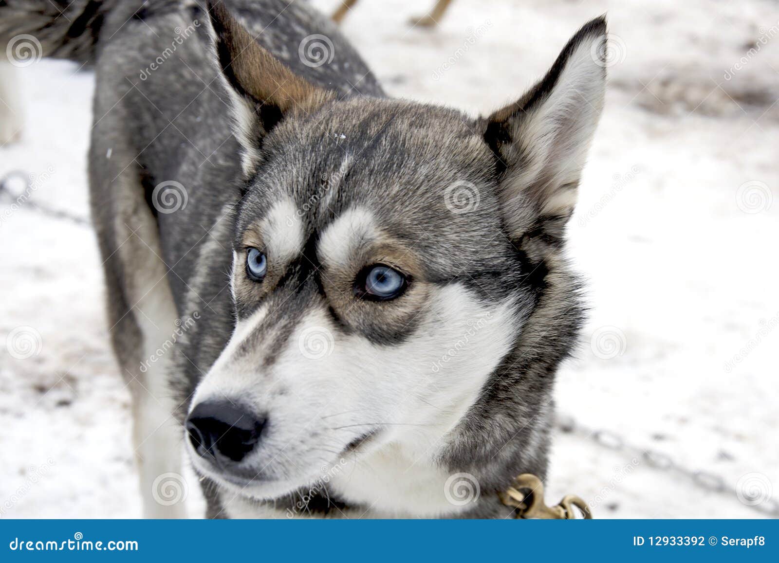 Dog in the Show. Husky stock photo. Image of wintry, shepherd - 12933392