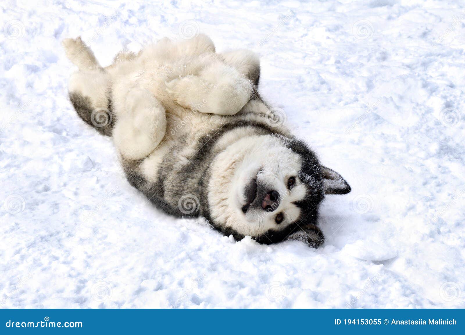 Dog Siberian Husky Lying on the Back on Snow Stock Image - Image of ...