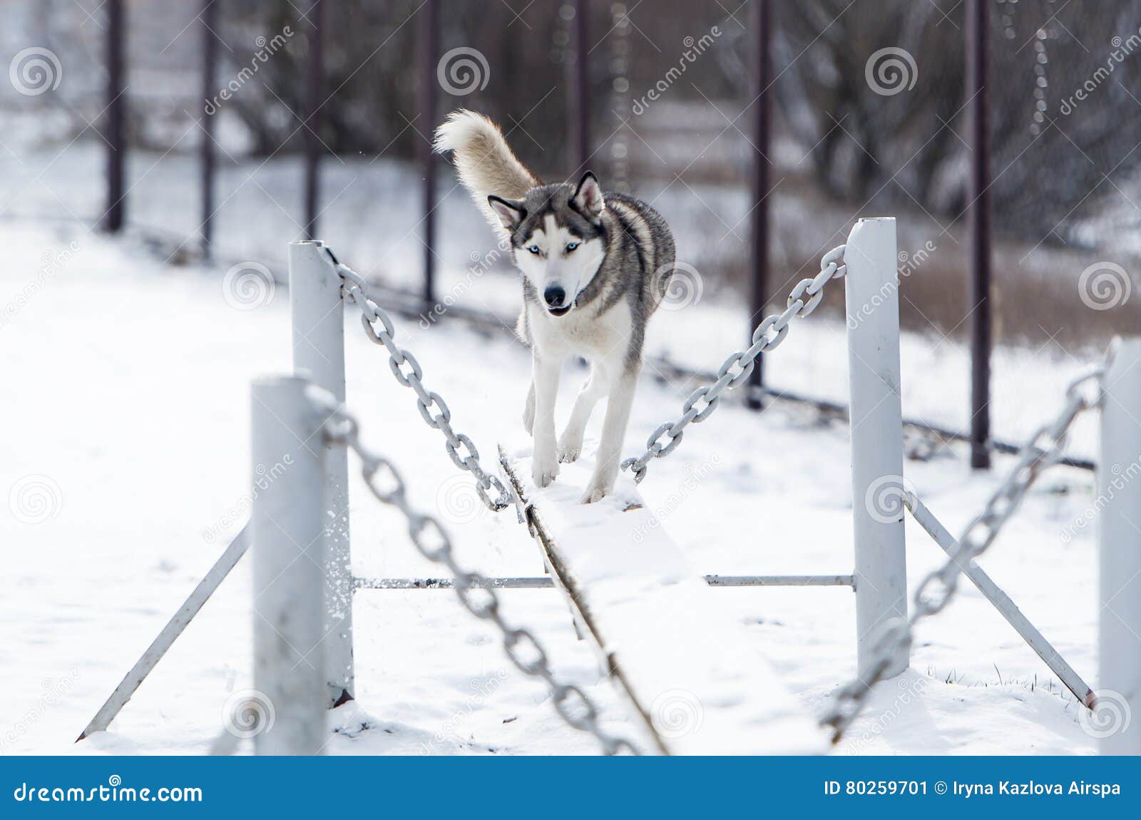 The Dog Siberian Husky and Obedience Training in Winter Stock Image ...