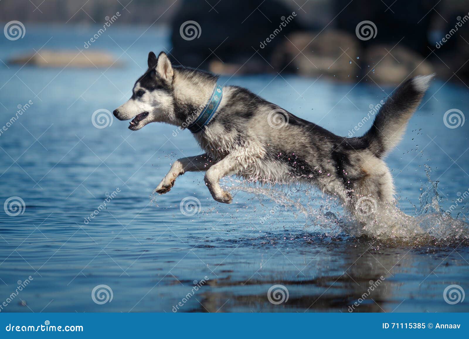 Dog Siberian Husky walking stock image. Image of jumping - 71115385