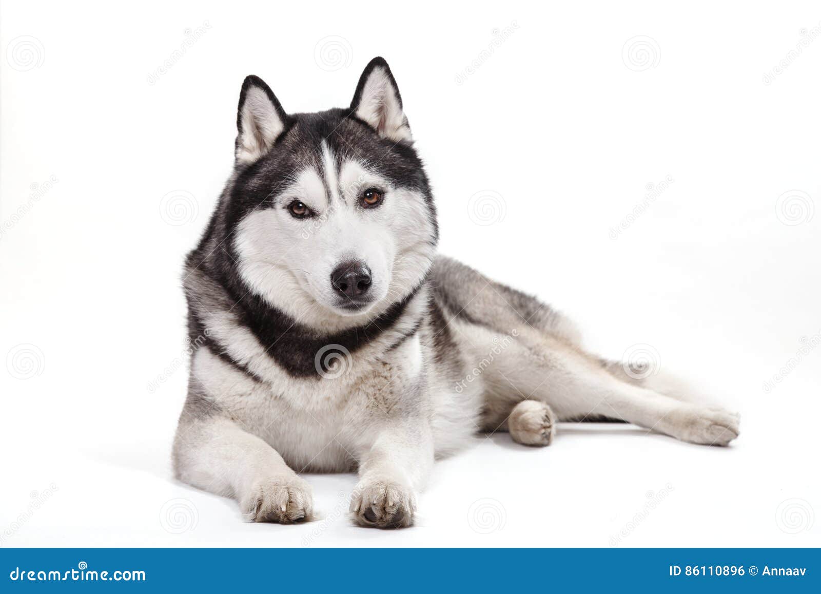 Dog Siberian Husky on a White Background Stock Photo - Image of friend ...