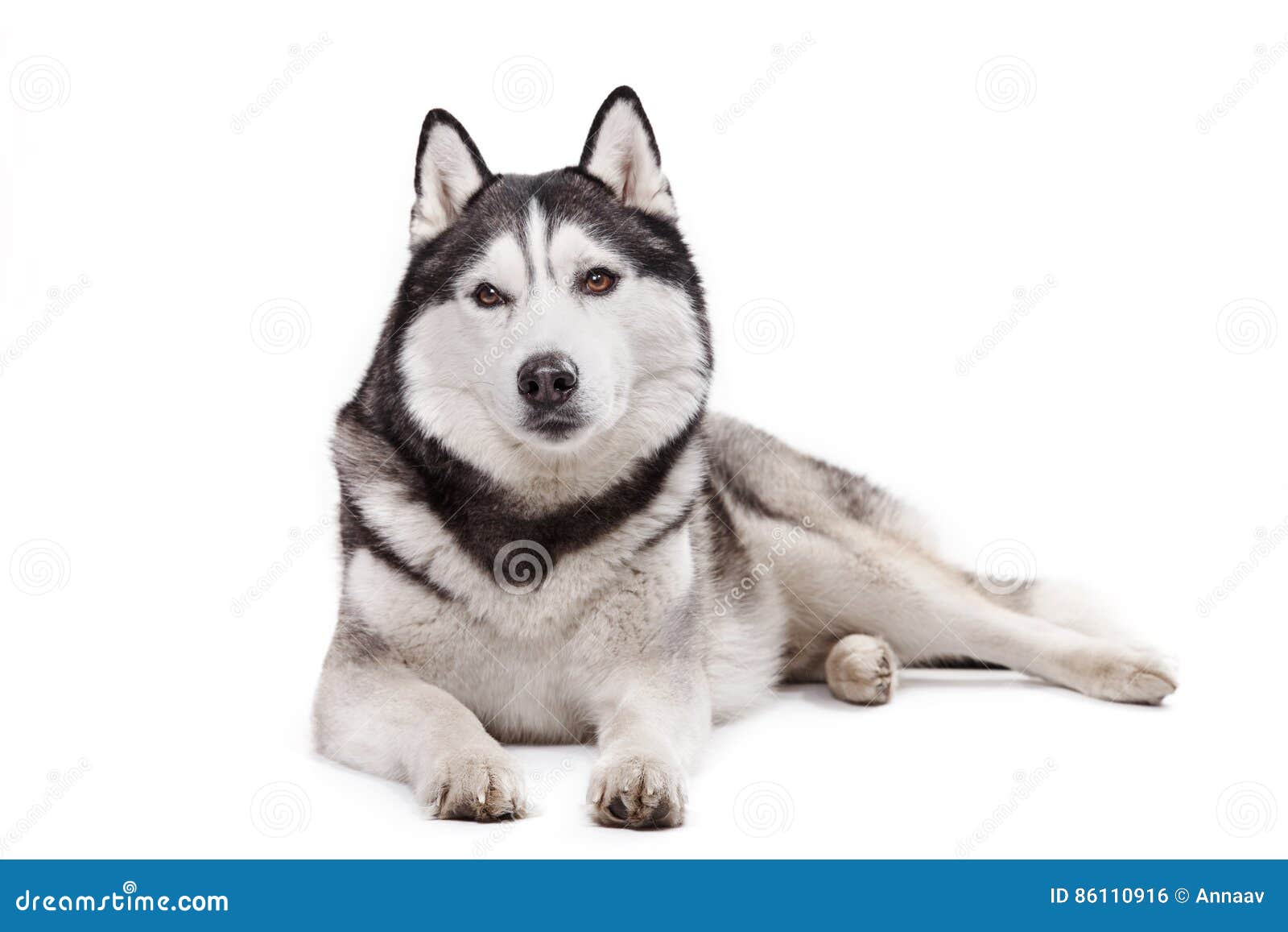 Dog Siberian Husky on a White Background Stock Photo - Image of open ...