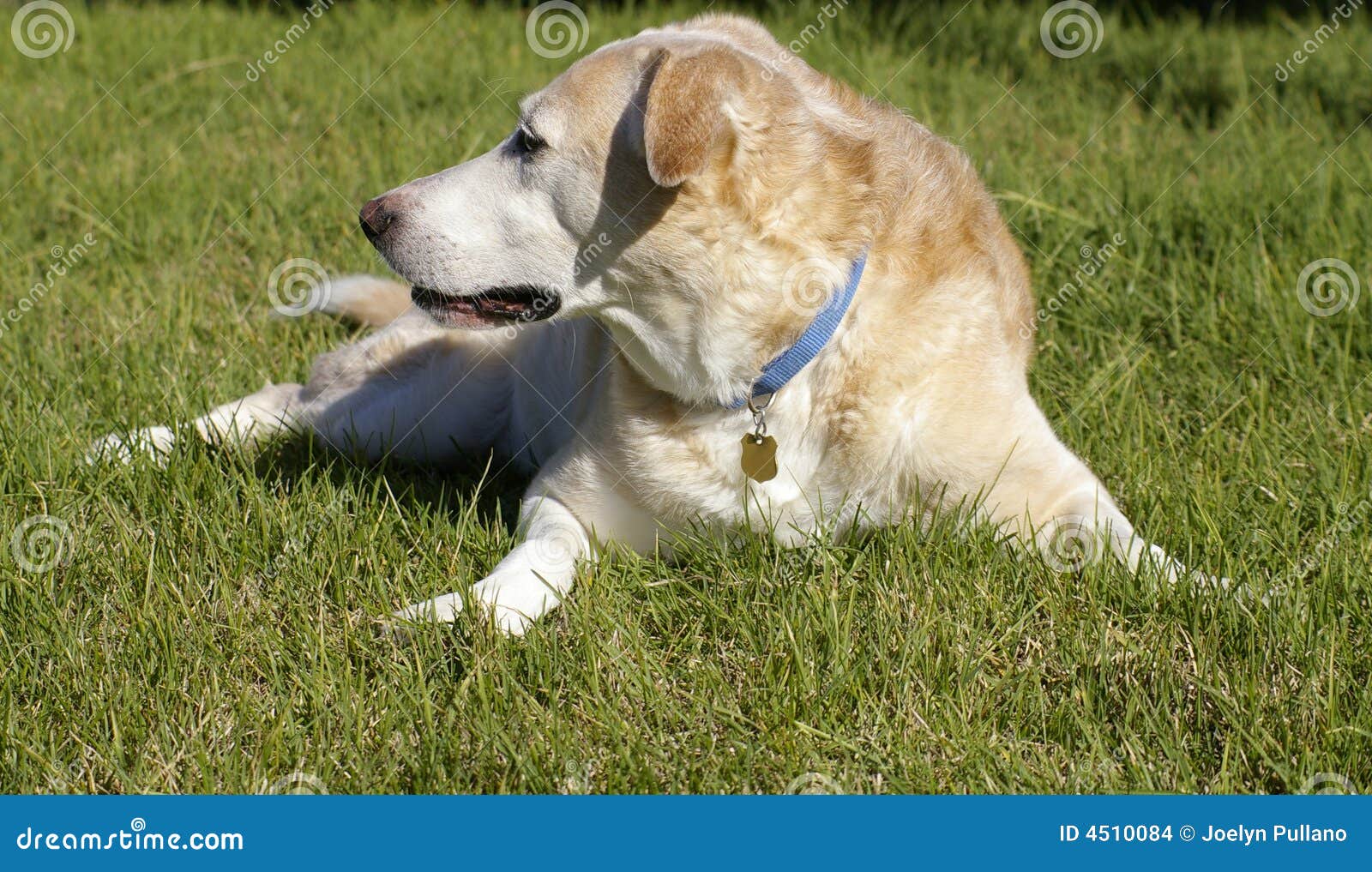 Dog Side Profile Picture. Image: 4510084