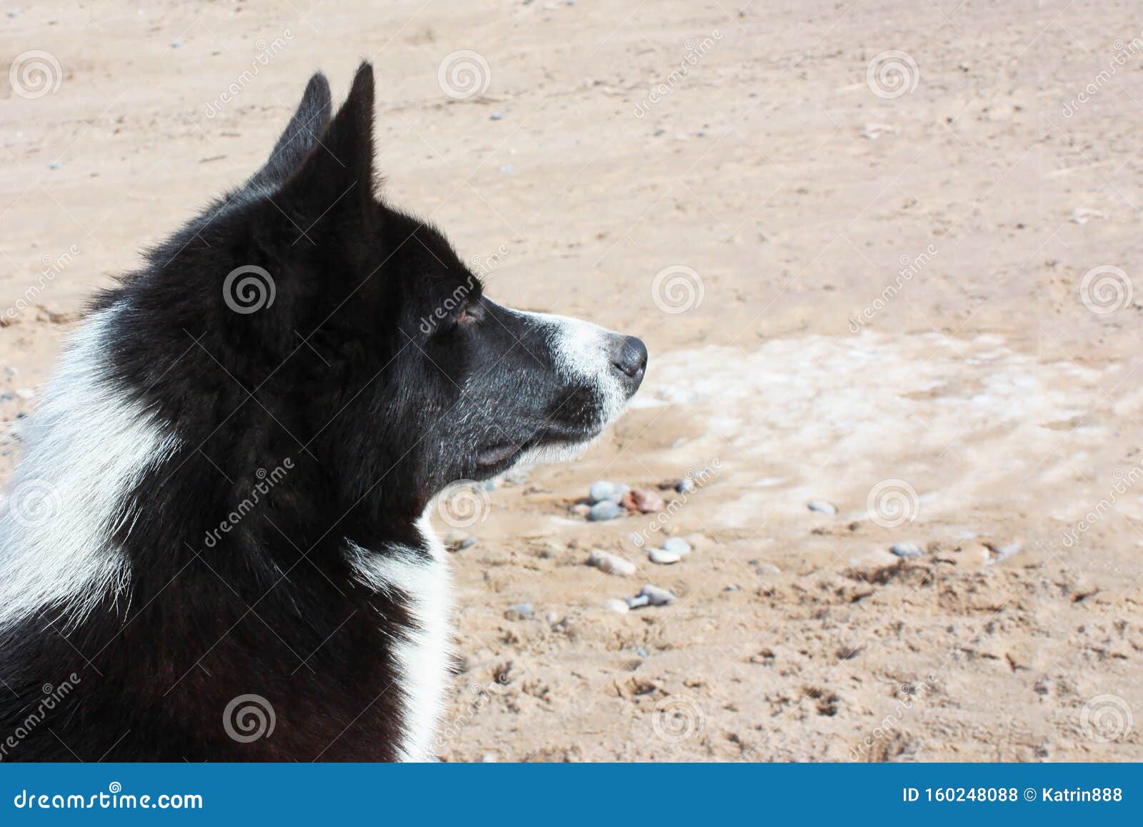 Dog side view portrait stock photo. Image of nature - 160248088
