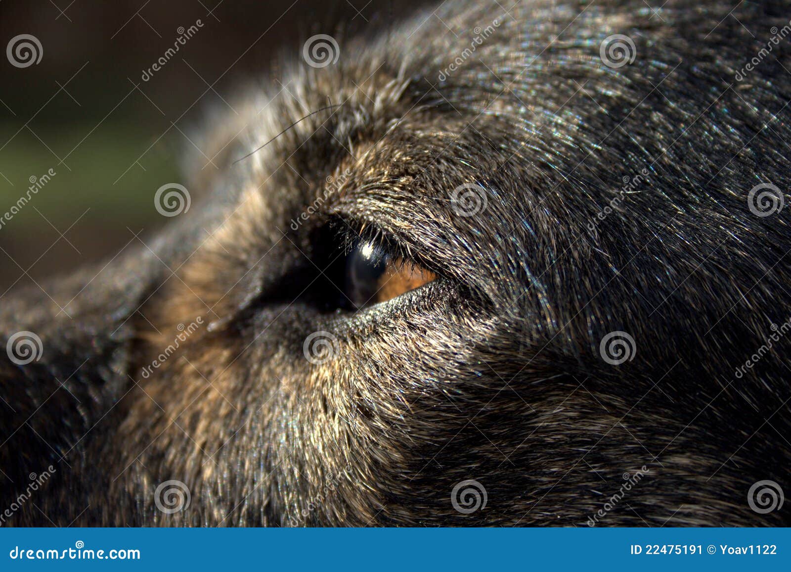 Dog sight stock image. Image of pets, snout, brown, eyebrow - 22475191