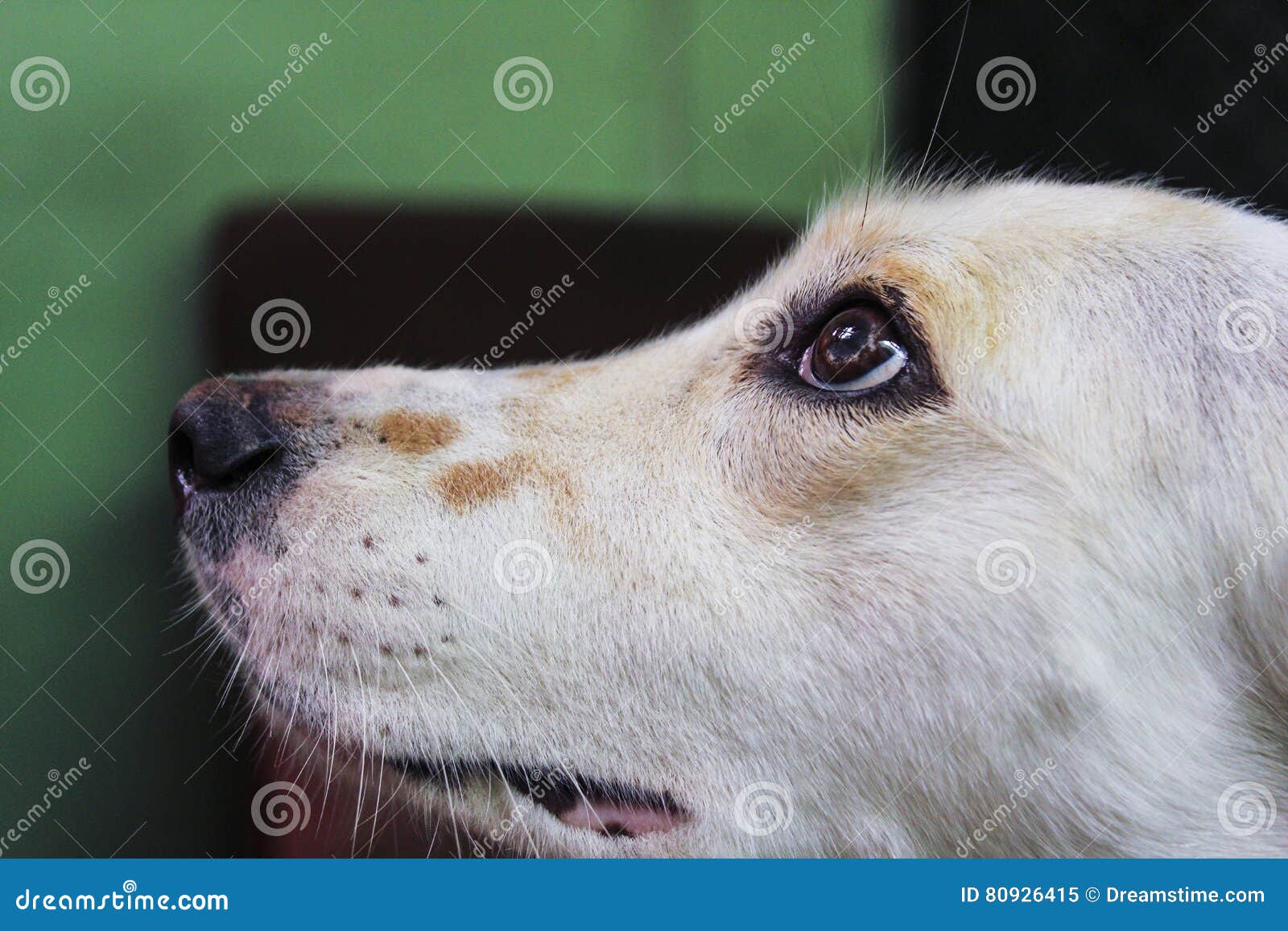 Dog sight stock image. Image of sight, suburbia, world - 80926415