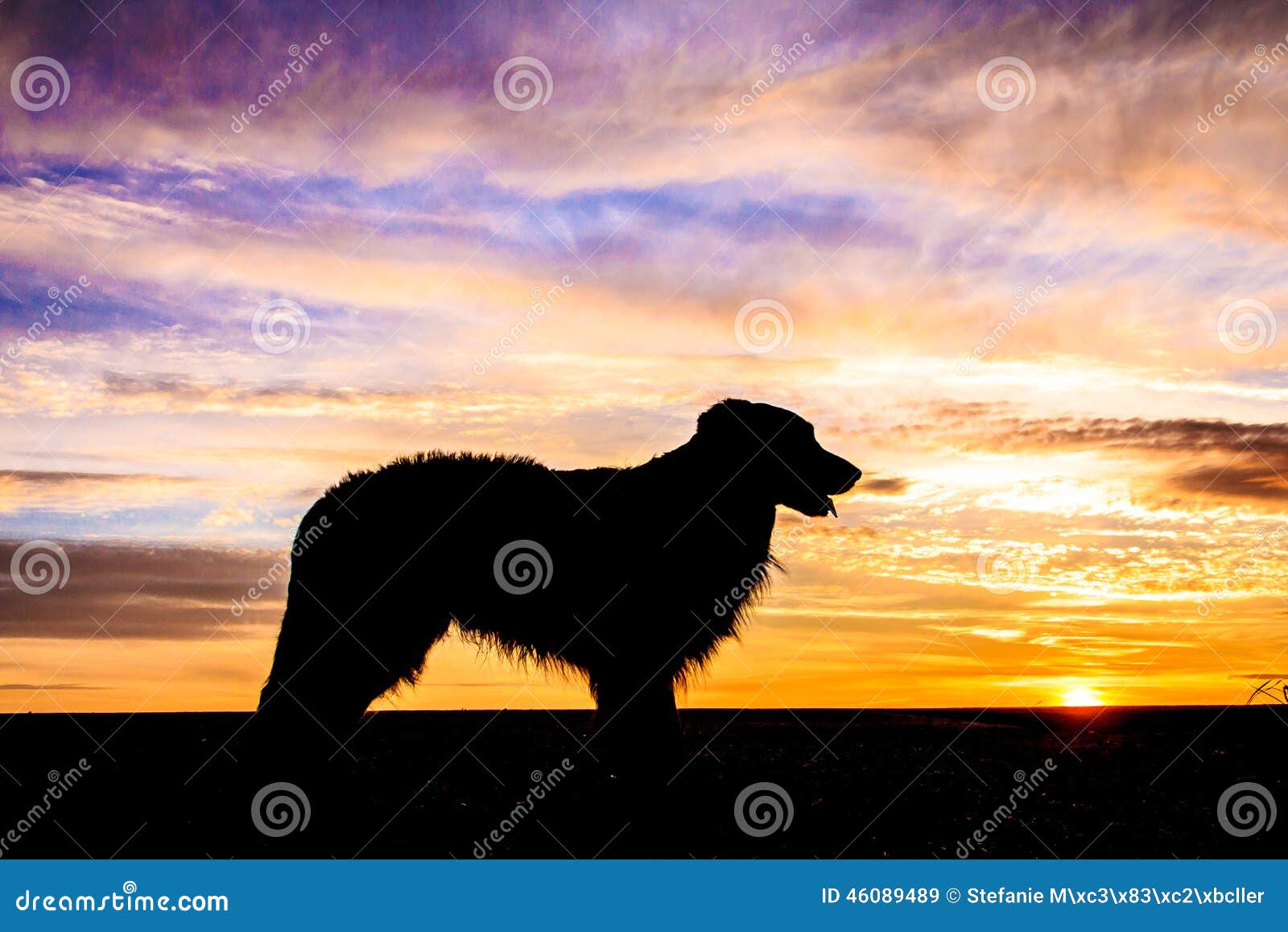 Dog Silhouette stock image. Image of sunset, terrier - 46089489