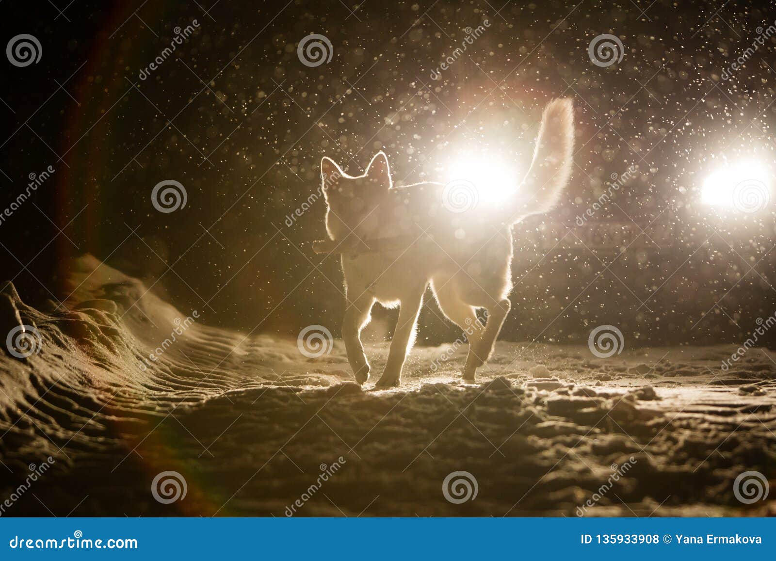 Dog Silhouette in the Headlights Stock Photo - Image of travel, playful ...