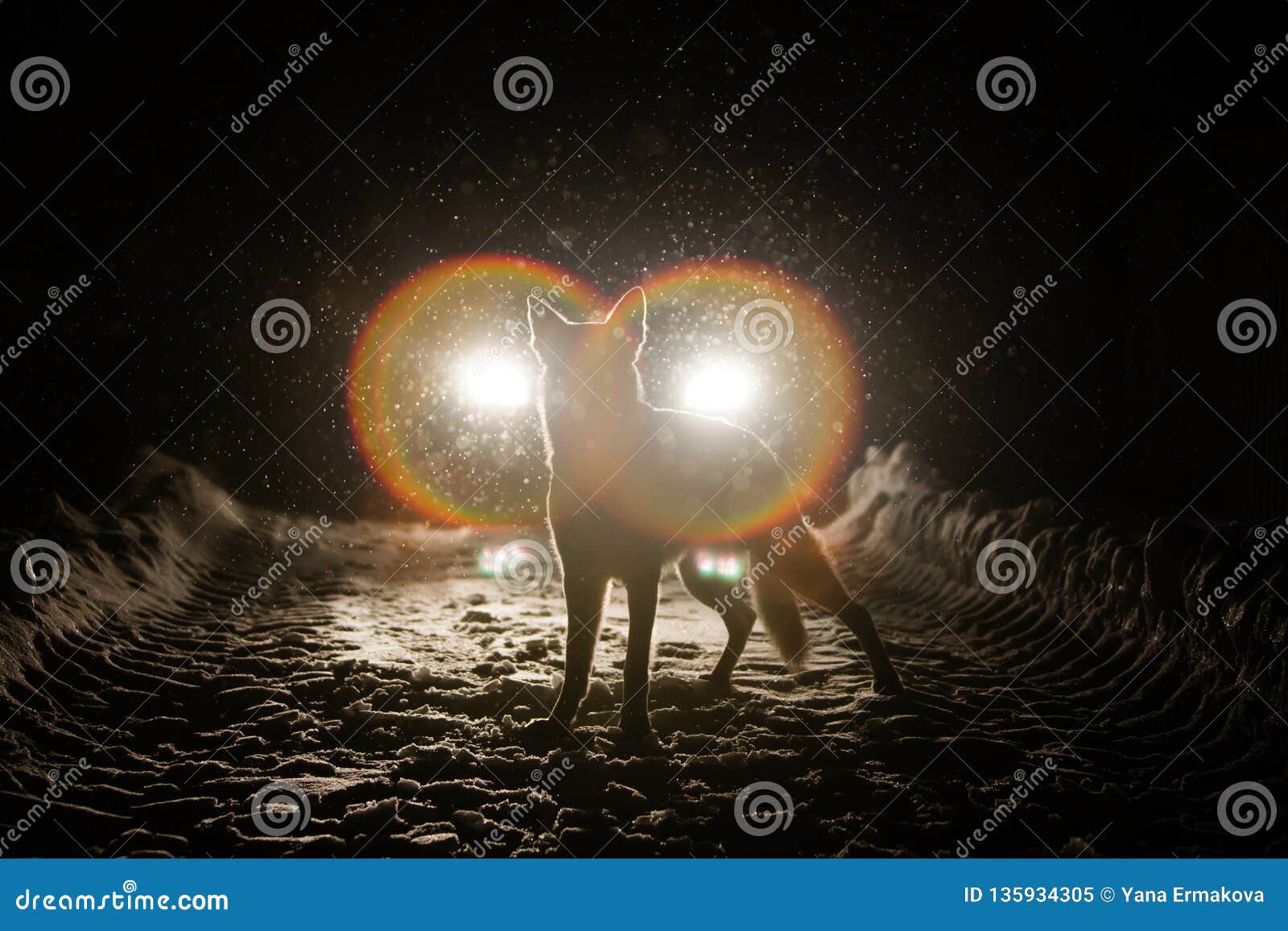 Dog Silhouette in the Headlights Stock Image - Image of playful, travel ...