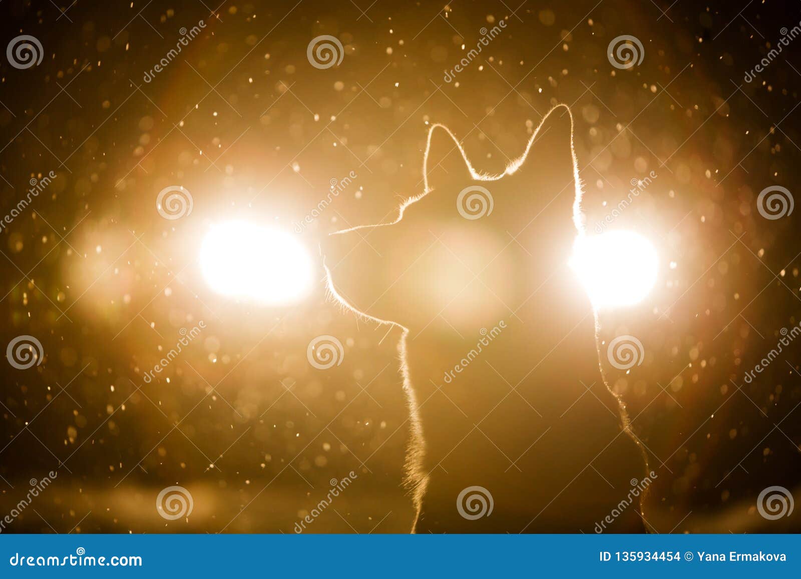 Dog Silhouette in the Headlights Stock Photo - Image of bokeh, outdoors ...