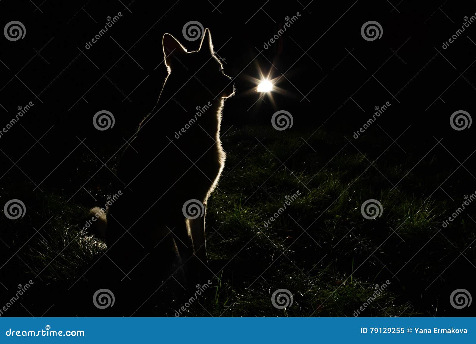 Dog Silhouette in the Headlights Stock Image - Image of animals, white ...