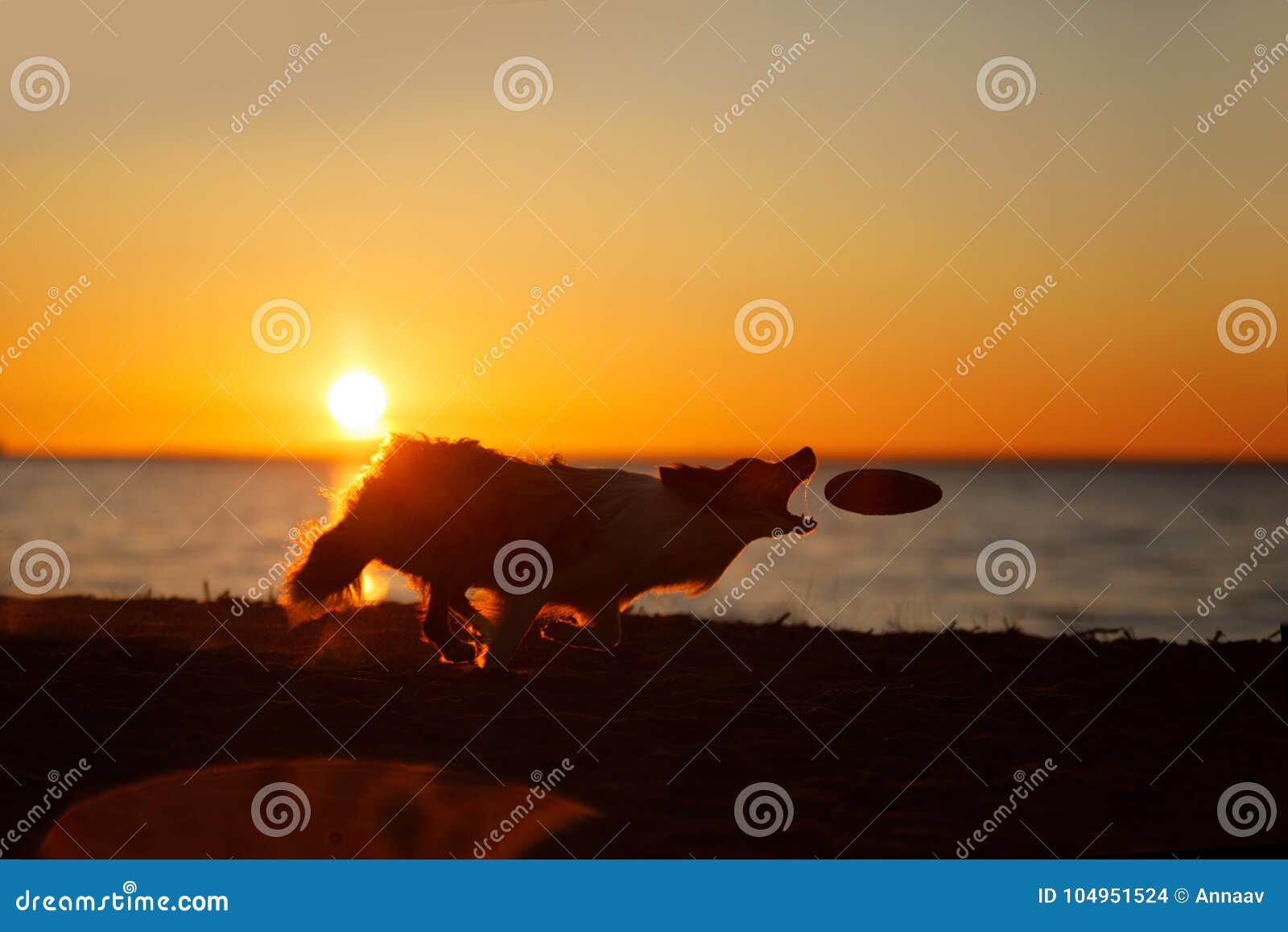 Dog silhouette at sunset stock photo. Image of orange - 104951524