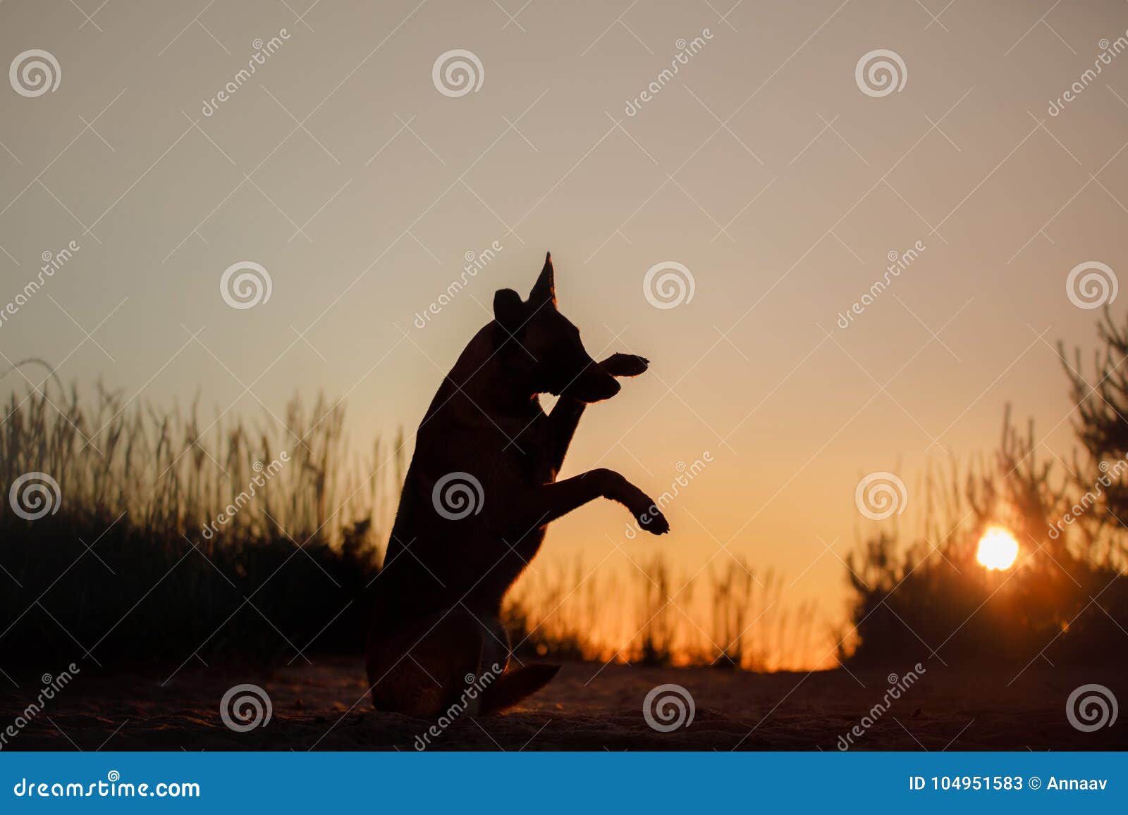 Dog silhouette at sunset stock image. Image of landscape - 104951583