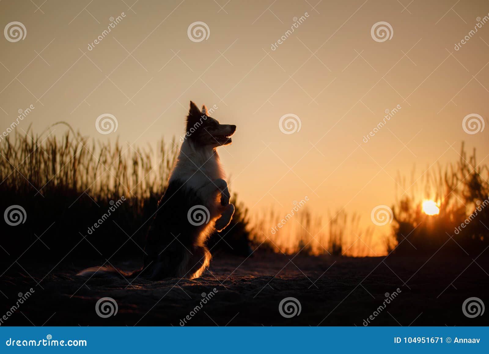 Dog silhouette at sunset stock image. Image of outdoor - 104951671