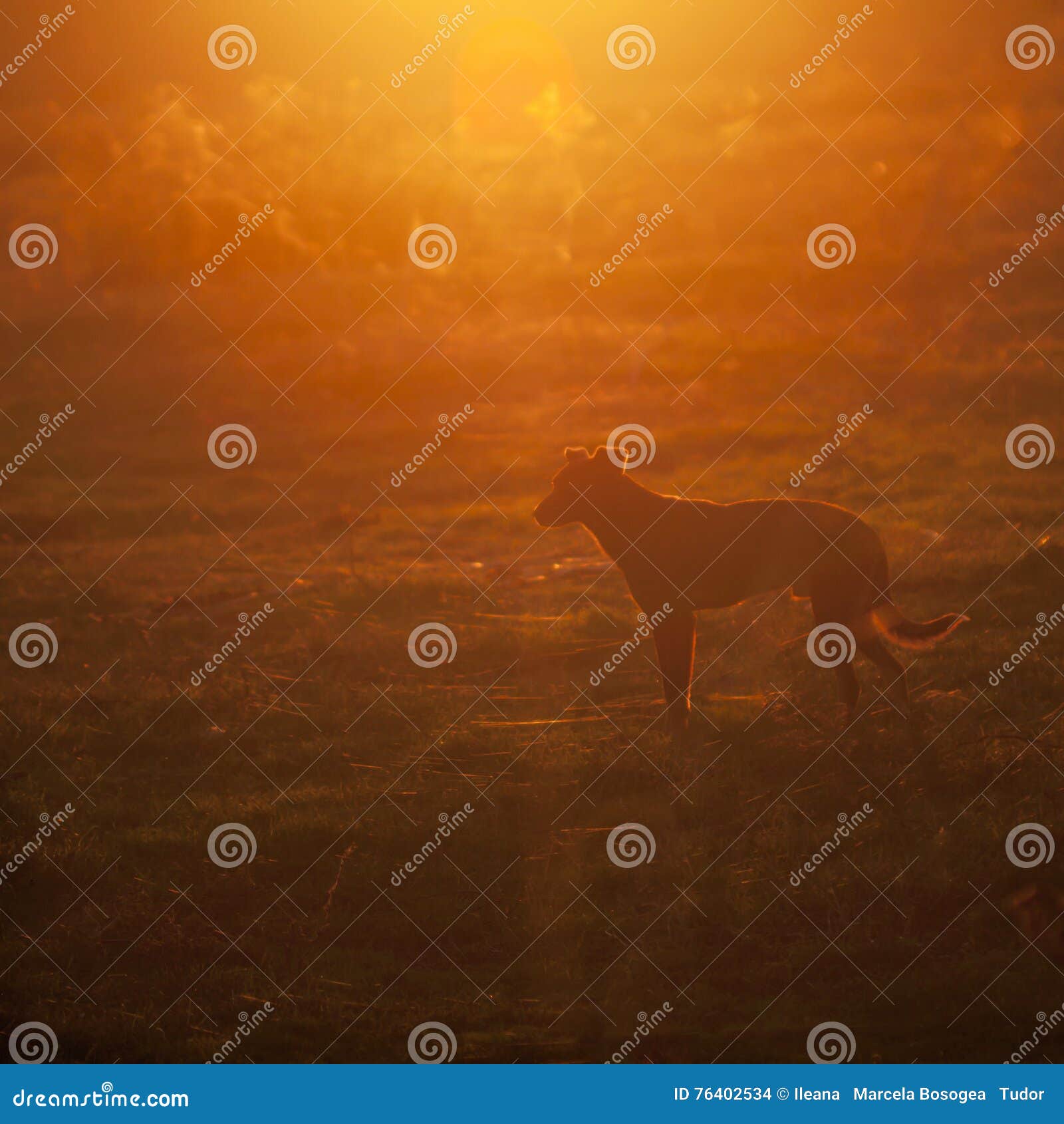 Dog Silhouette in the Sunset Stock Photo - Image of beast, vertebrate ...