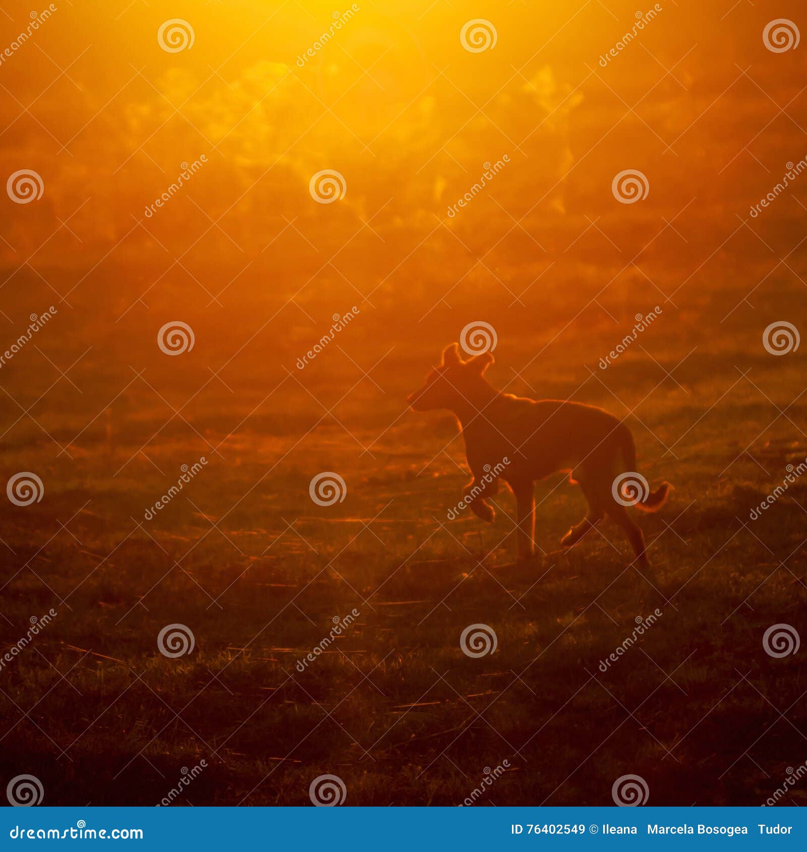 Dog Silhouette in the Sunset Stock Image - Image of sunset, hound: 76402549