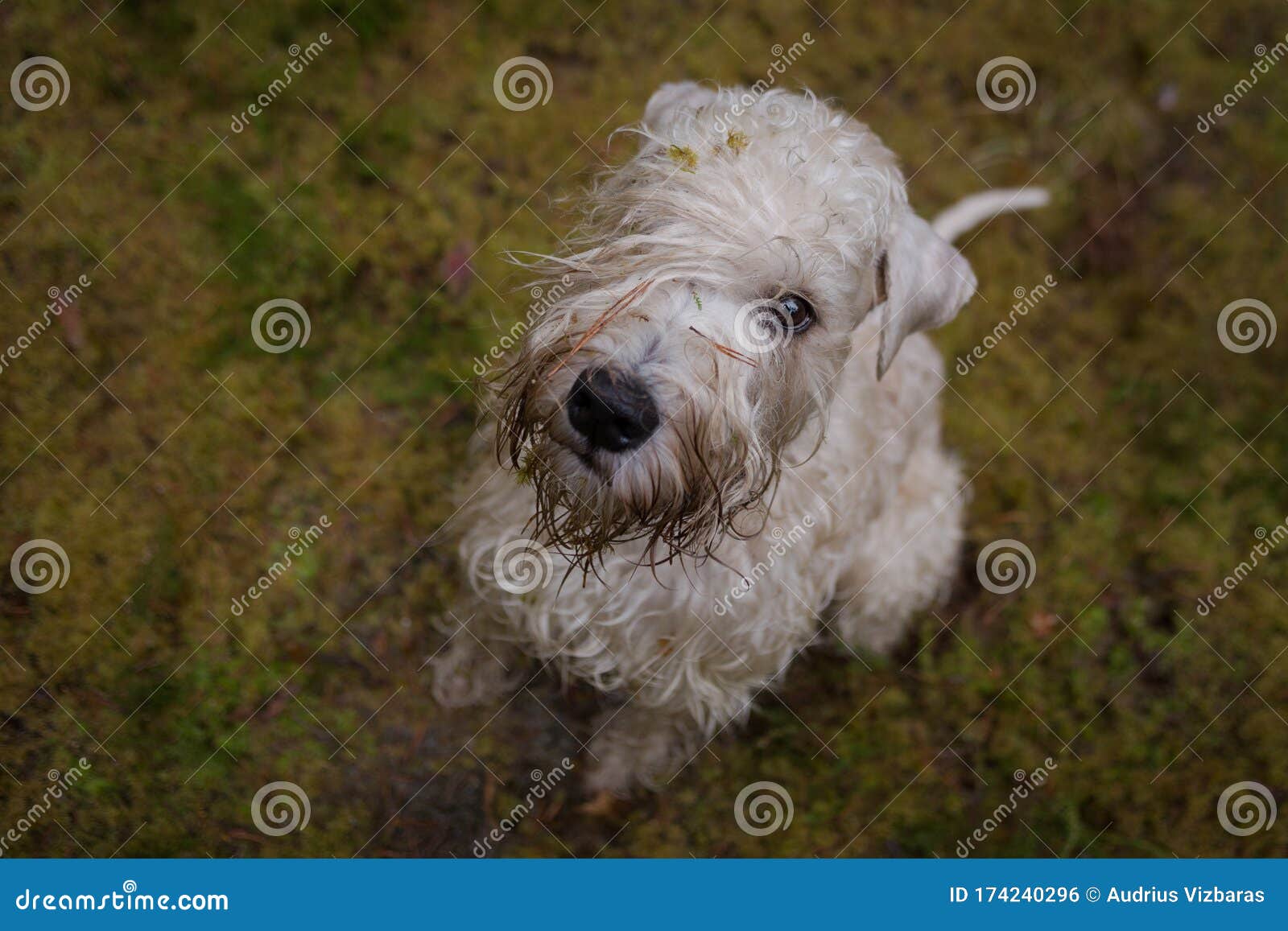 Dog sit still stock photo. Image of nature, still, forest - 174240296