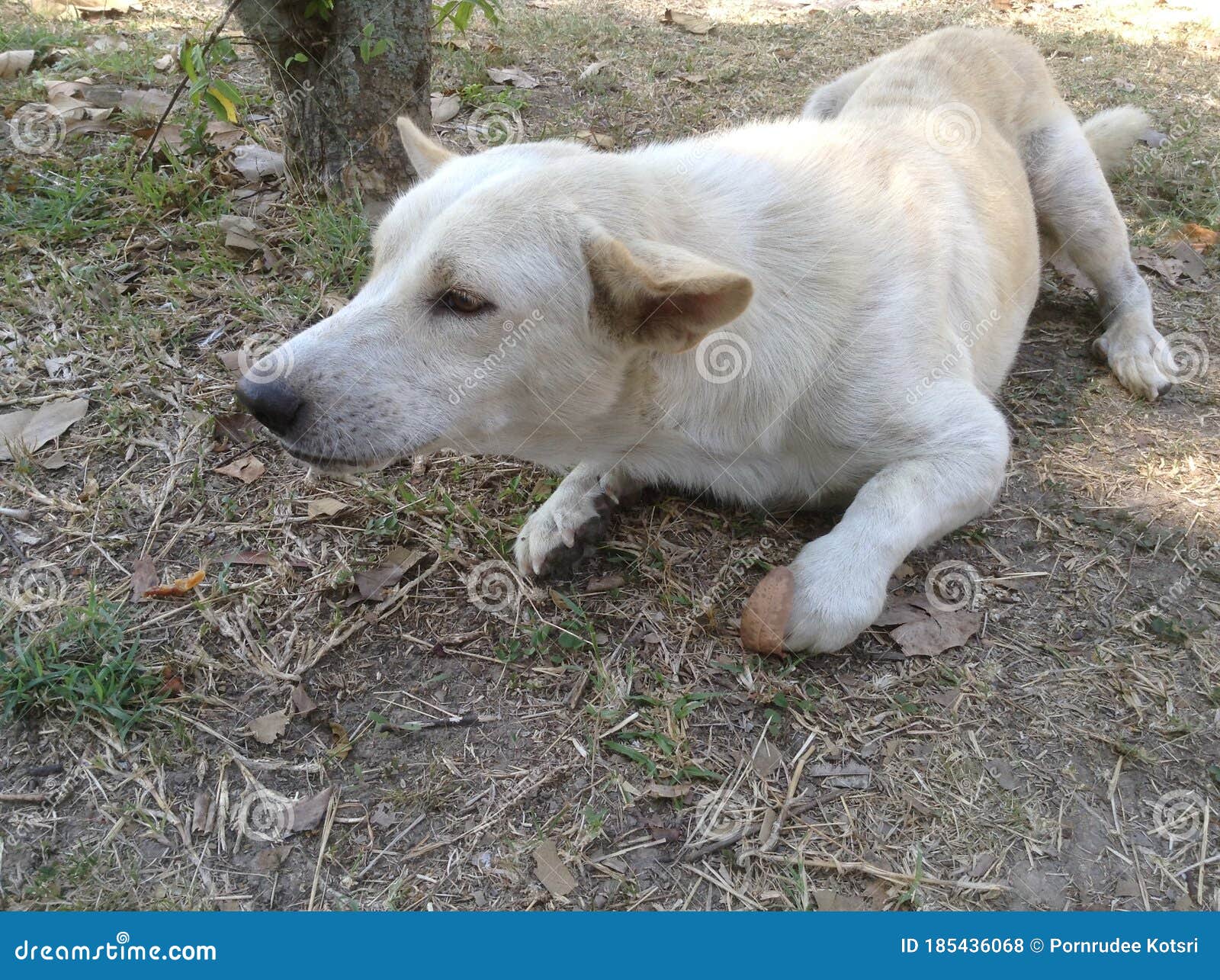 A dog sit under the tree stock photo. Image of tree - 185436068