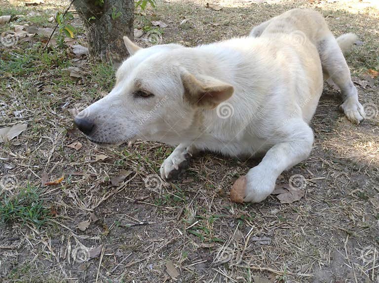 A dog sit under the tree stock photo. Image of tree - 185436068