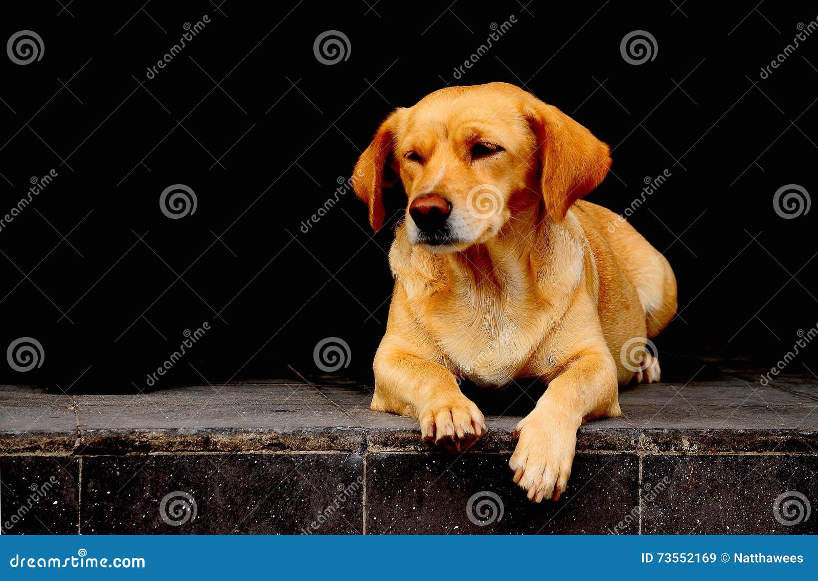 Dog sit and wait stock image. Image of puppy, background - 73552169