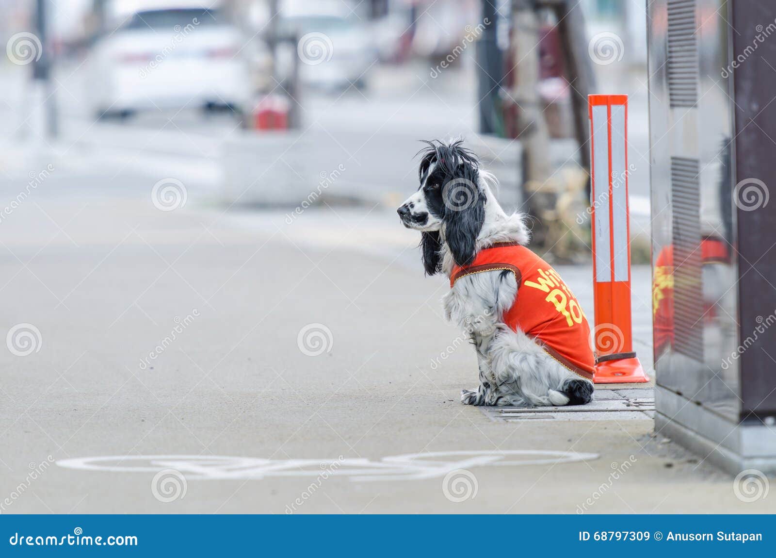 Dog Sit and Wait for Owner beside Road Stock Image - Image of walkers ...