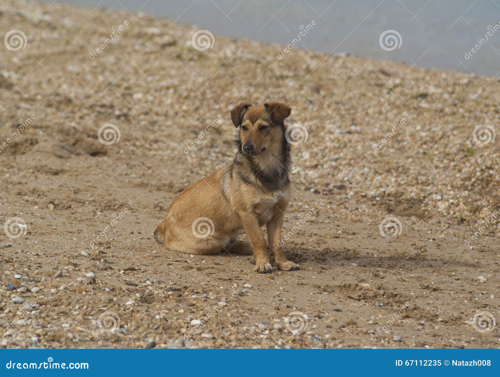 Brown Seand Stock Photos - Free & Royalty-Free Stock Photos from Dreamstime