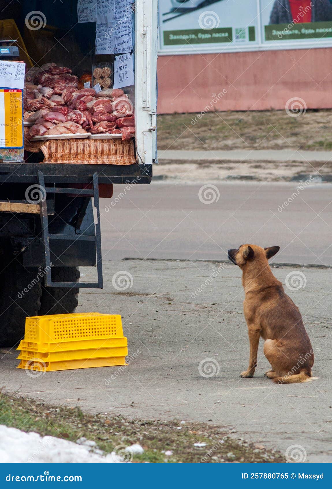 The Dog Sits in Front of the Counter with Meat Stock Image - Image of ...