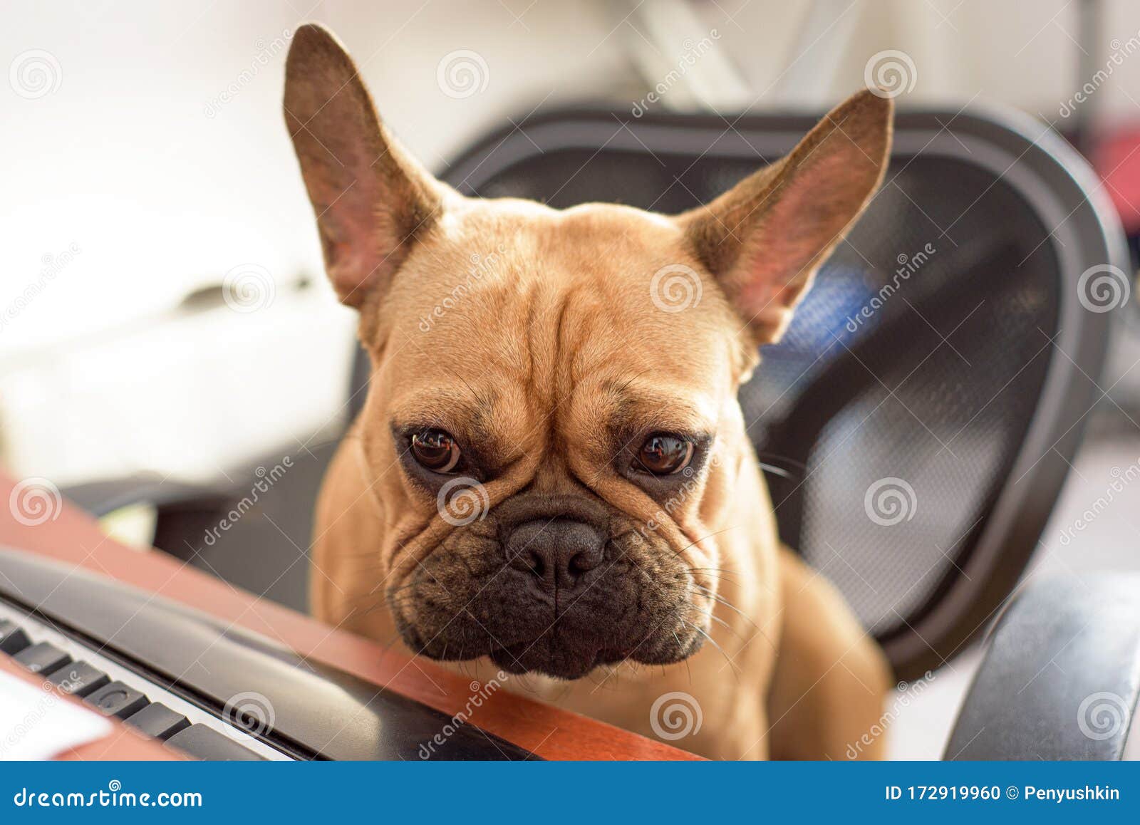 A Dog Sits on an Office Chair and Works on Computer Stock Photo - Image ...