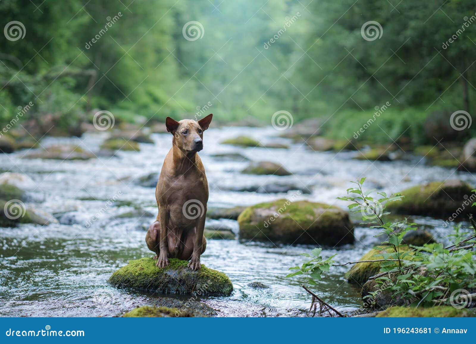 The Dog Sits on a Stone in the Water. Thai Ridgeback in Nature, in the ...