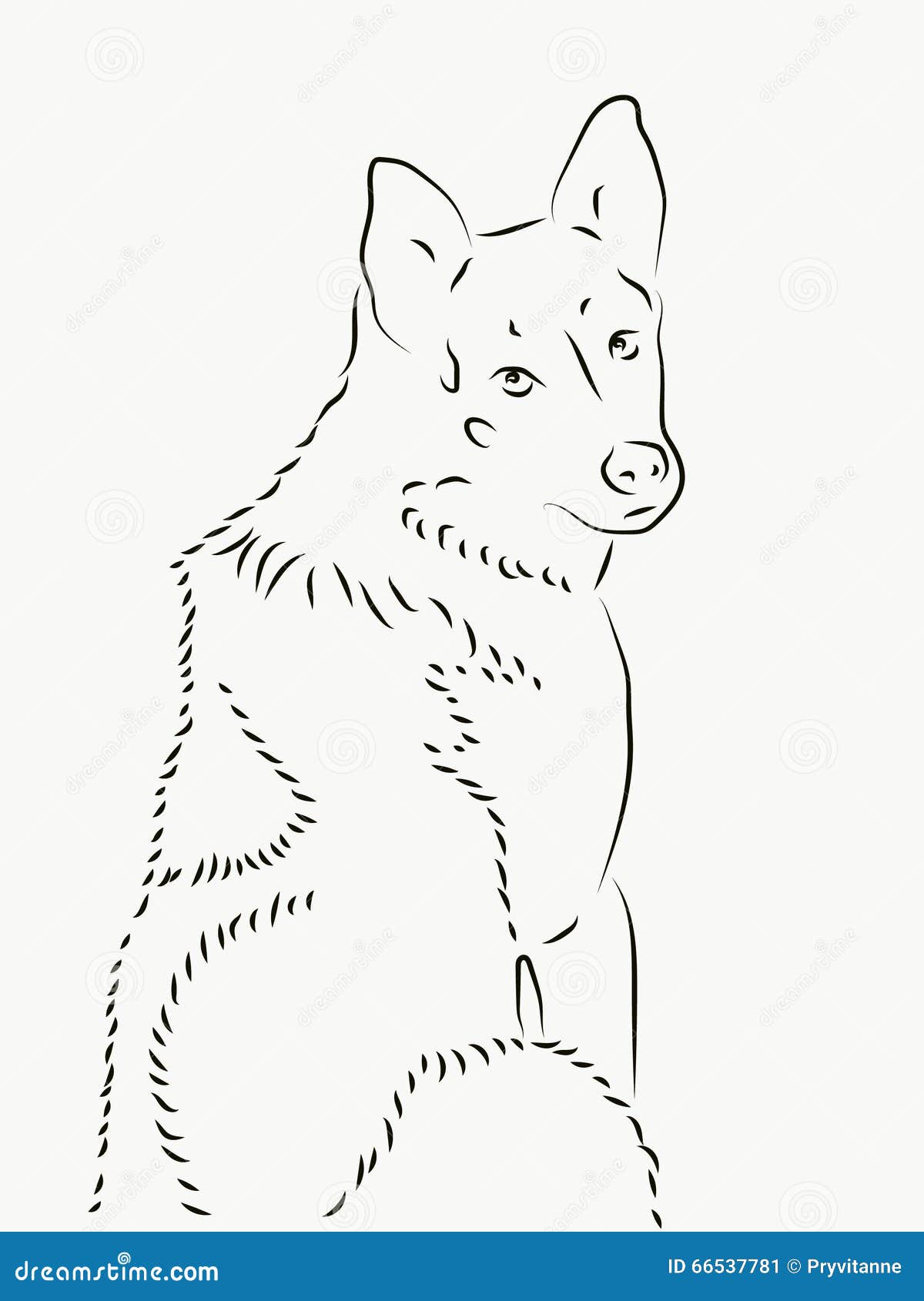 Dog Looking Back Drawing