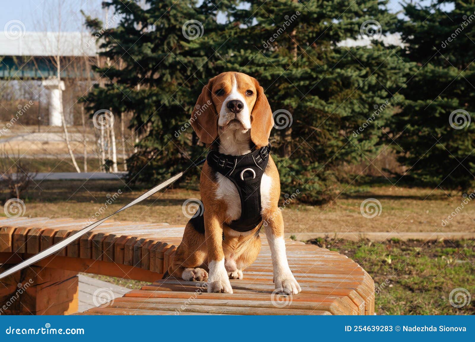 Dog Sitting on Bench in Outdoors and Looking Up Stock Image - Image of ...