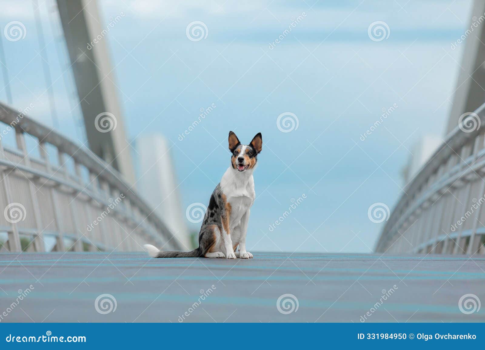 Dog Sitting on Bridge. Border Collie Dog Stock Photo - Image of ...