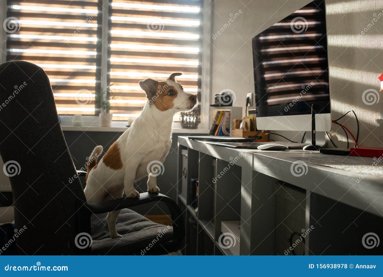 The Dog is Sitting on a Chair at the Computer. Clever Jack Russell ...