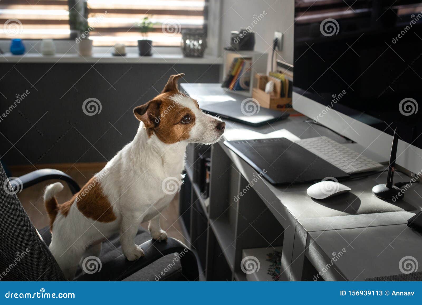 The Dog is Sitting on a Chair at the Computer. Clever Jack Russell ...