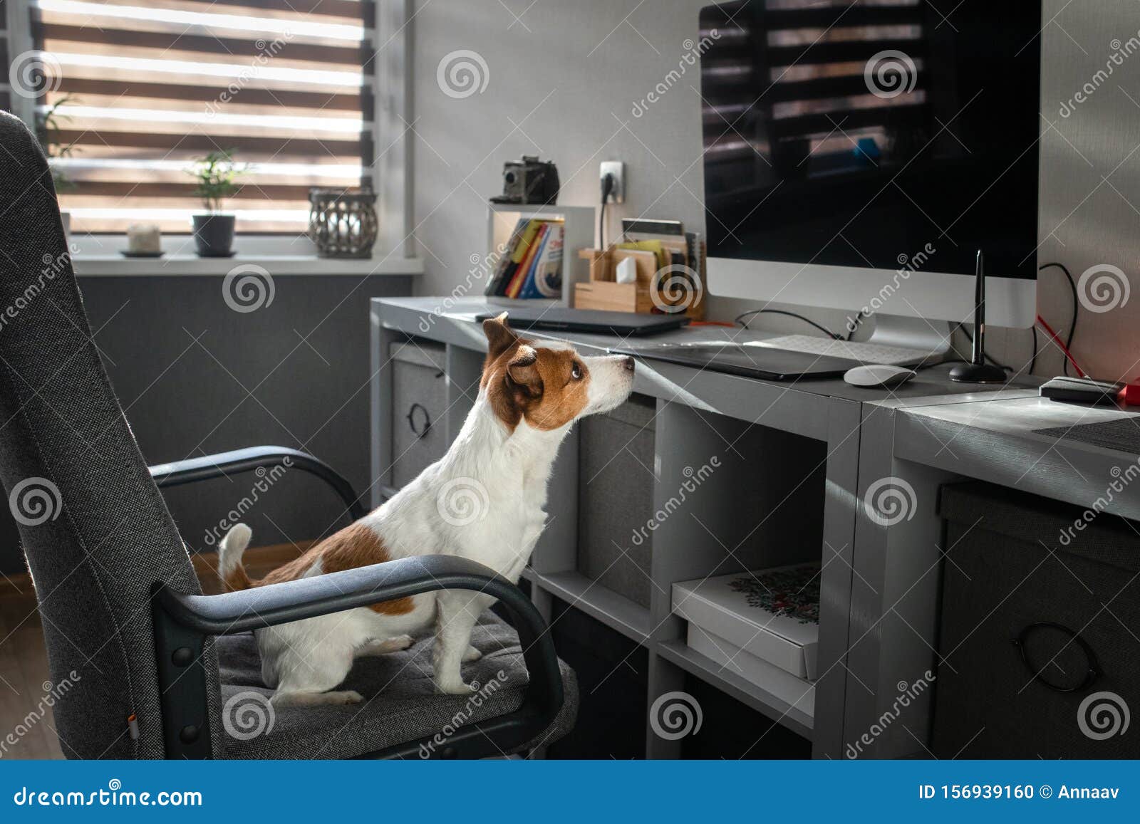 The Dog is Sitting on a Chair at the Computer. Clever Jack Russell ...