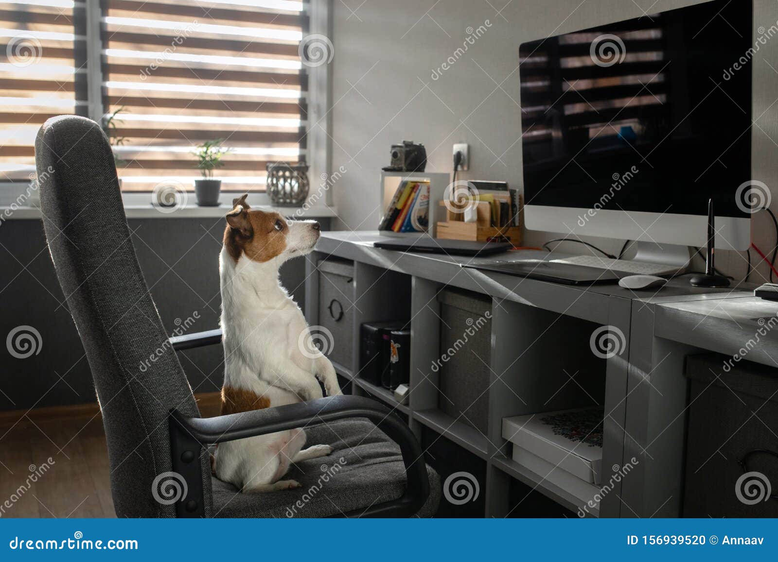 The Dog is Sitting on a Chair at the Computer. Clever Jack Russell ...