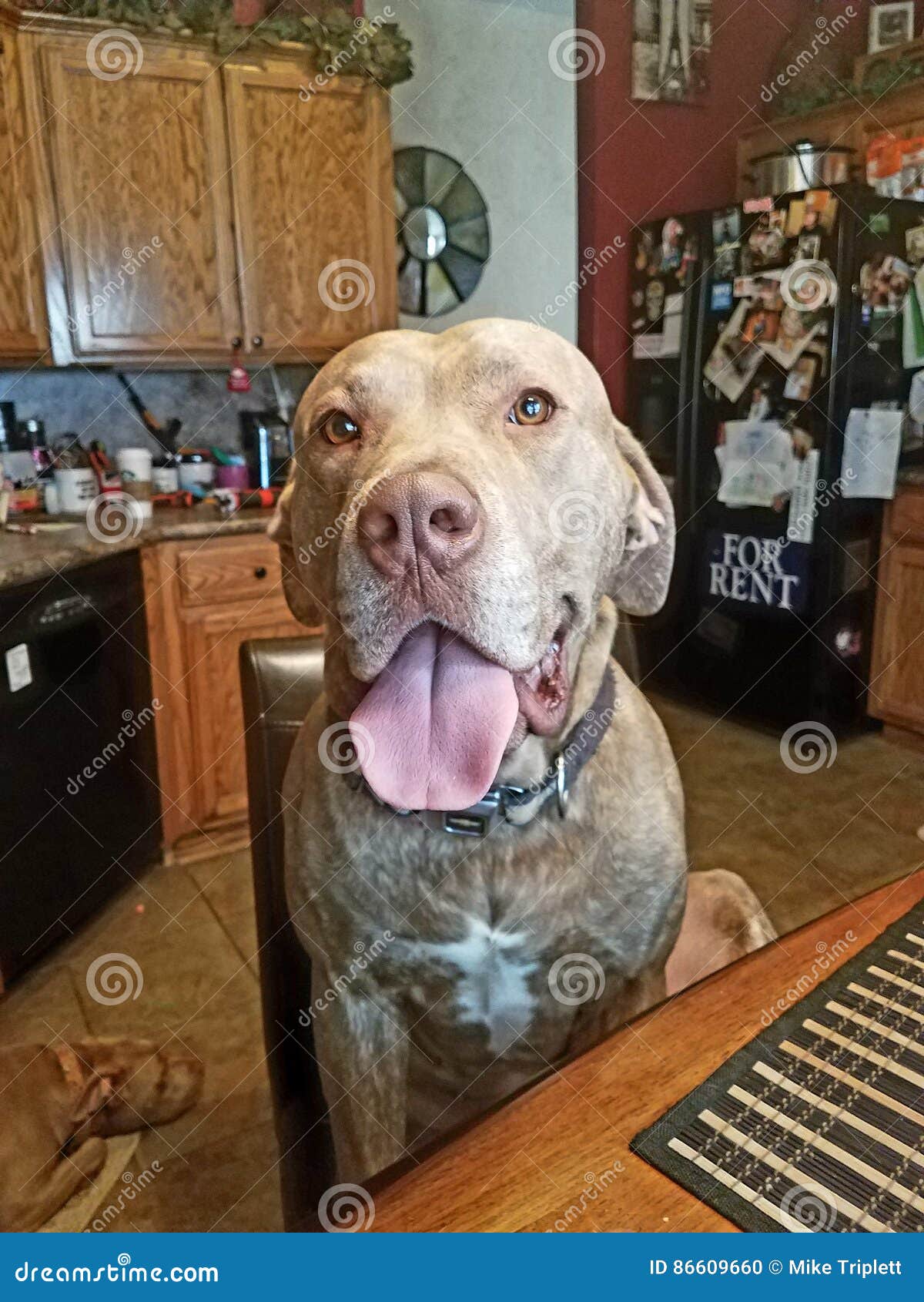Dog Sitting in Chair at Kitchen Table Stock Photo - Image of table ...
