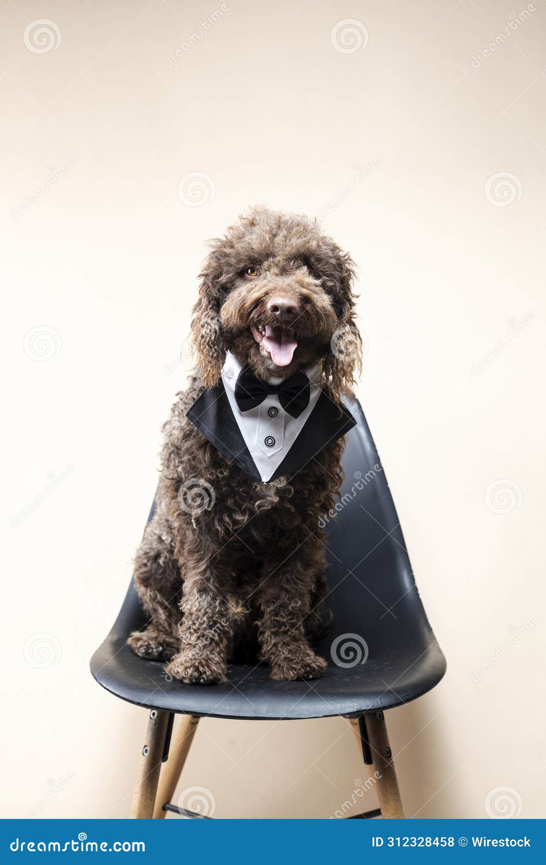 The Dog is Sitting on a Chair and Smiling for the Camera Stock Photo ...