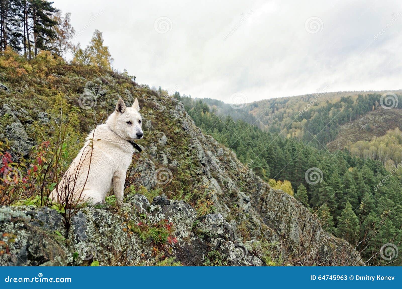 Dog sitting on a cliff stock image. Image of domestic - 64745963
