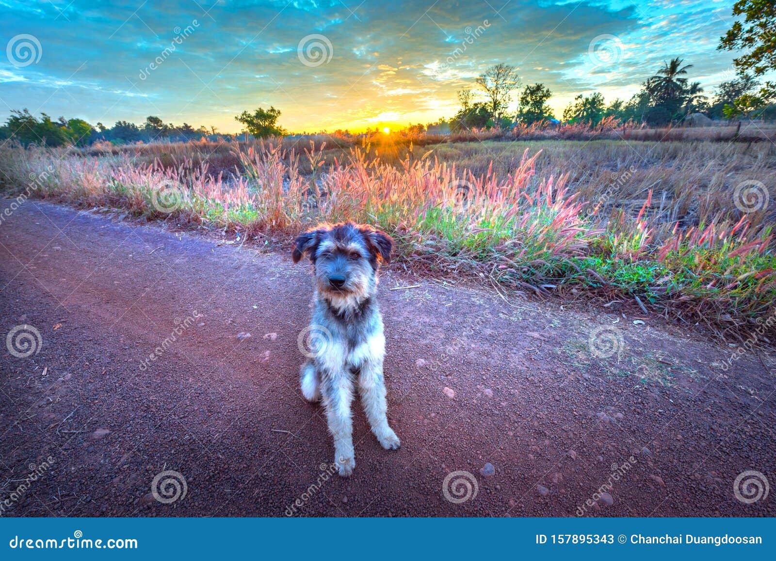 Dog Sitting in the Countryside at Sunrise Stock Image - Image of ...