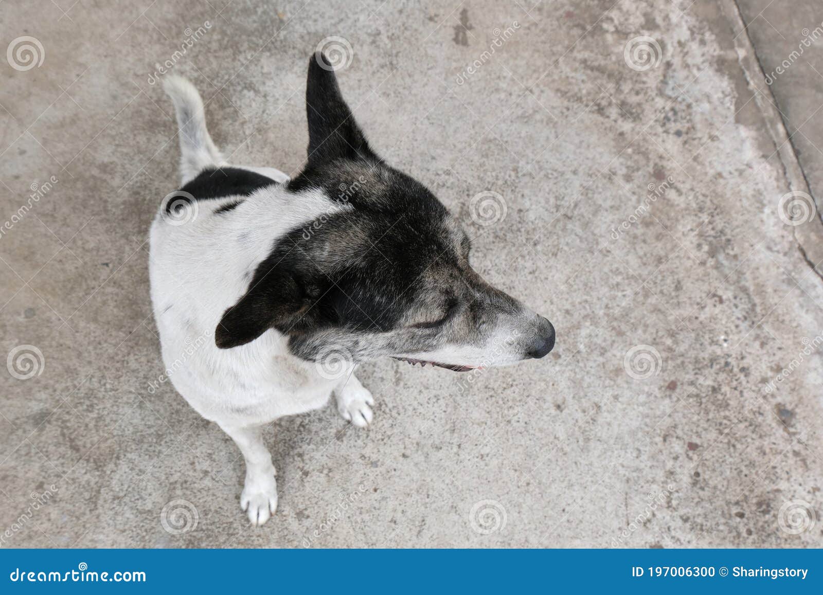 Dog Sitting Down and Looking Stock Photo - Image of portrait, beautiful ...